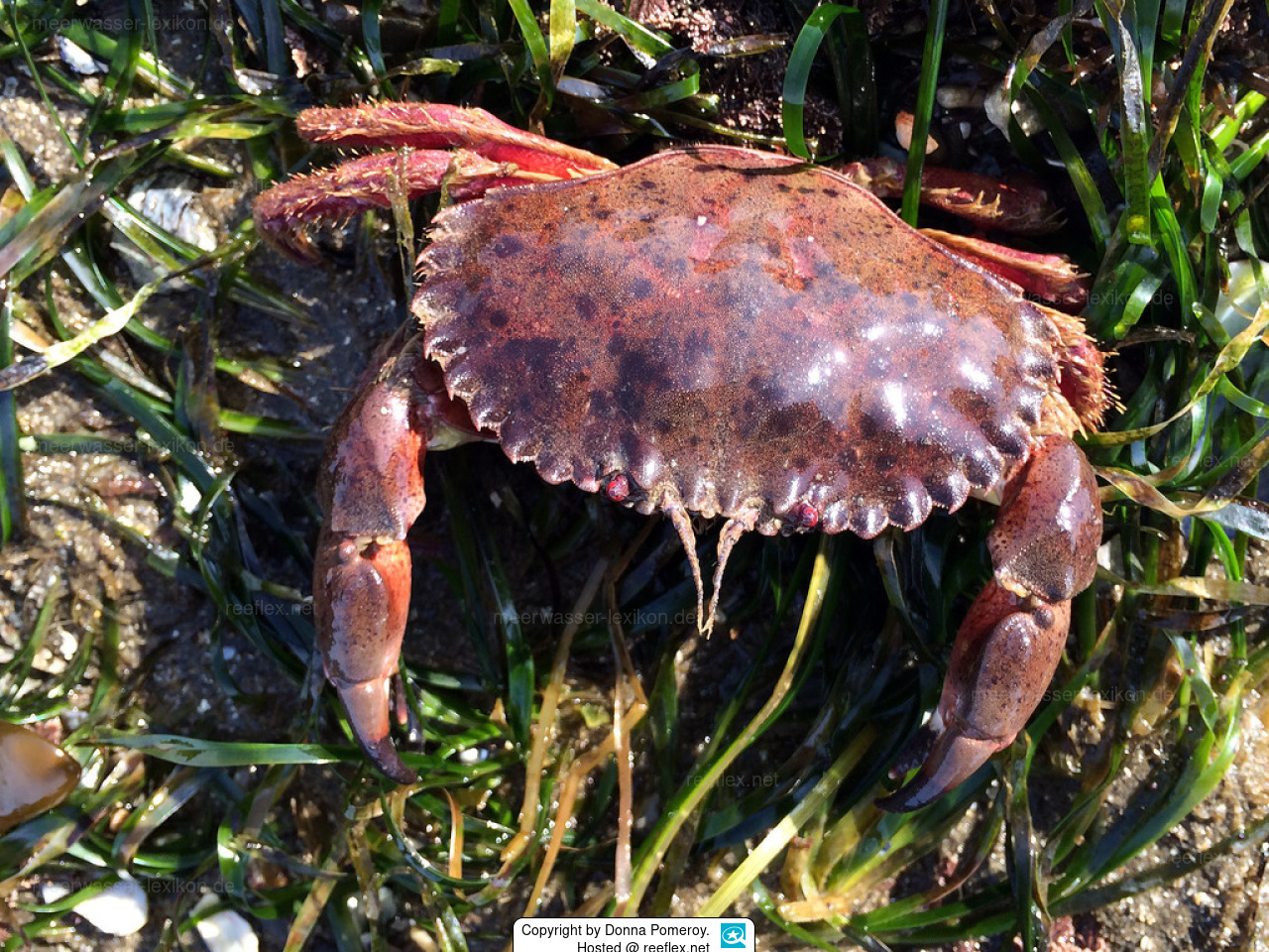 Romaleon antennarium Pacific Rock Crab