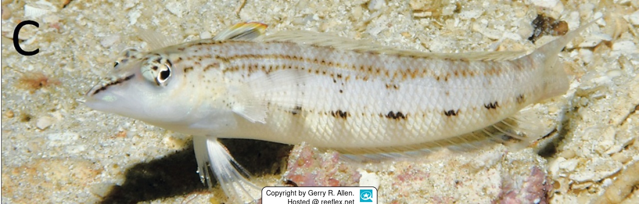 Parapercis lineopunctata Nosestripe Sandperch, Dotlined Grubfish