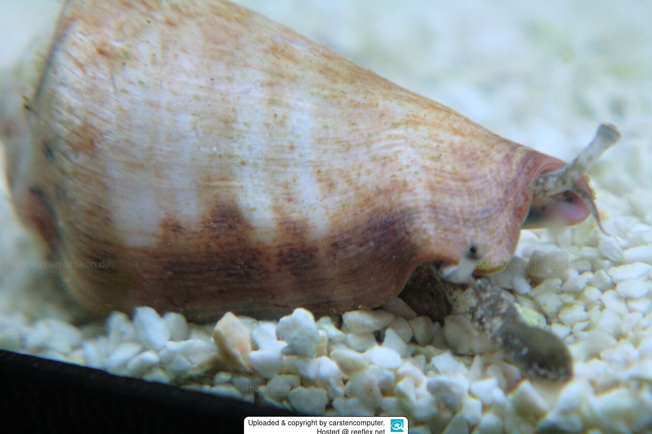 Conomurex luhuanus Strawberry Conch, Red-mouth Stromb