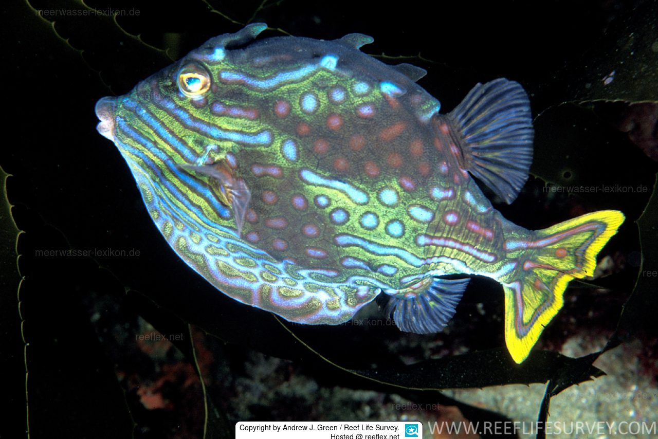 Aracana aurita Painted Boxfish, Shaws Cowfish, Southern Cowfish ...