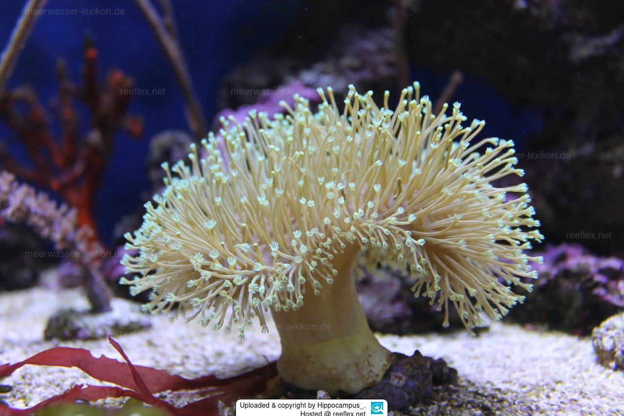 Sarcophyton ehrenbergi Leather Coral, False Toadstool Coral