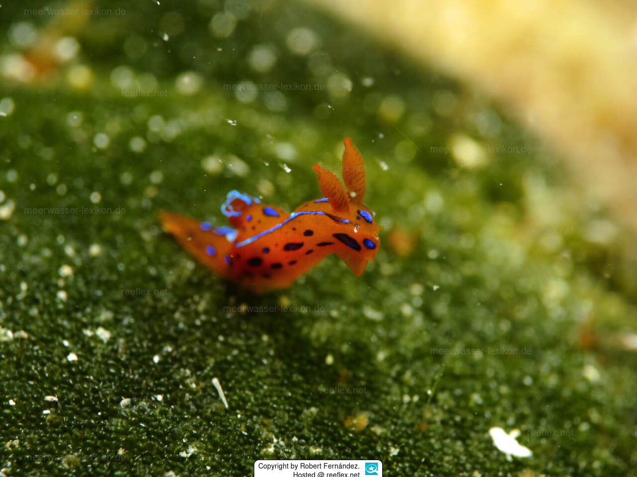Polycera elegans Polycera elegans