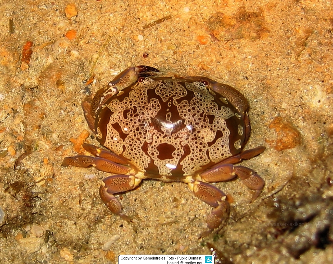 Atergatis floridus Crabe de pierres vert olive