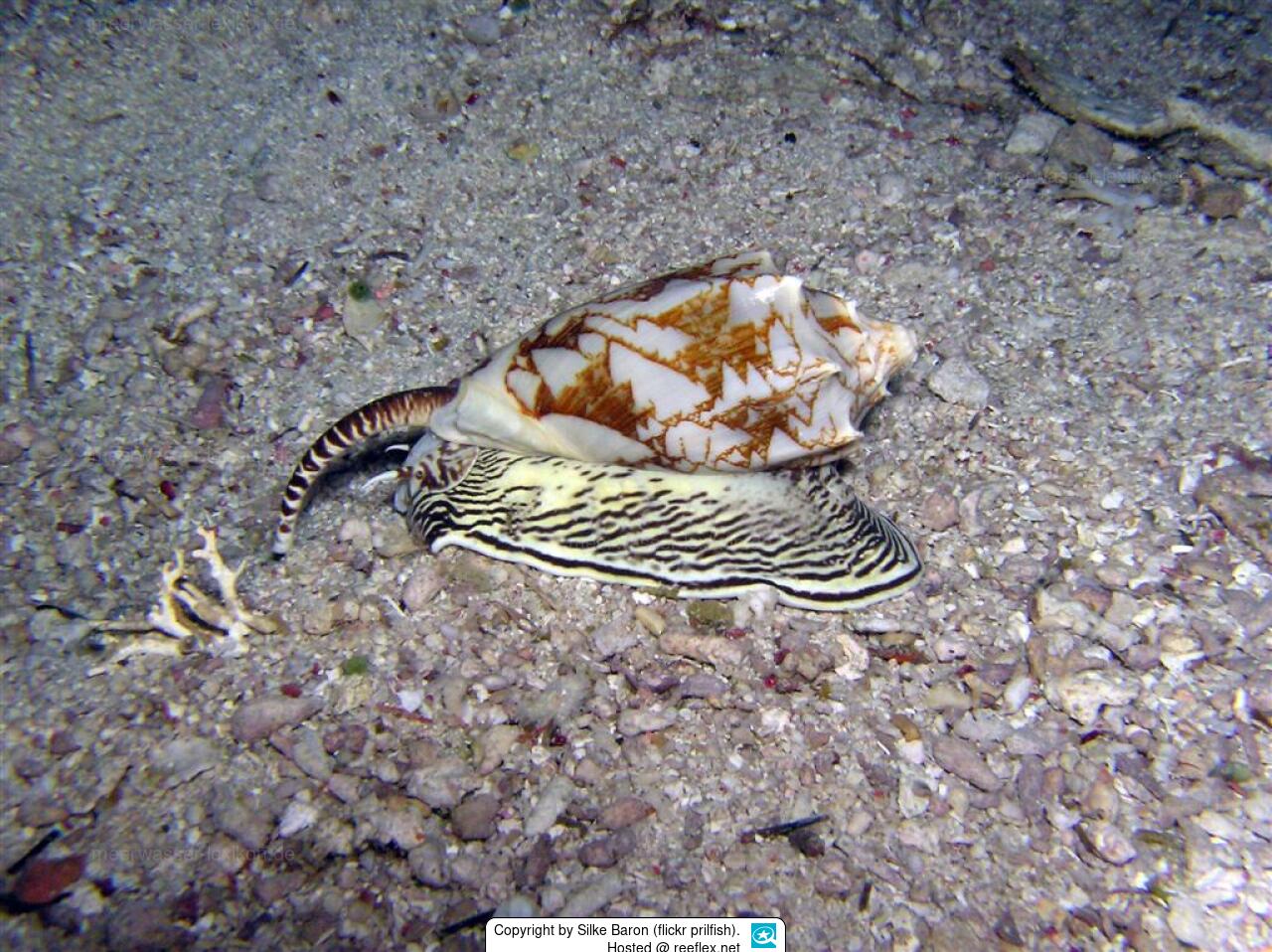 Cymbiola vespertilio Bat Volute