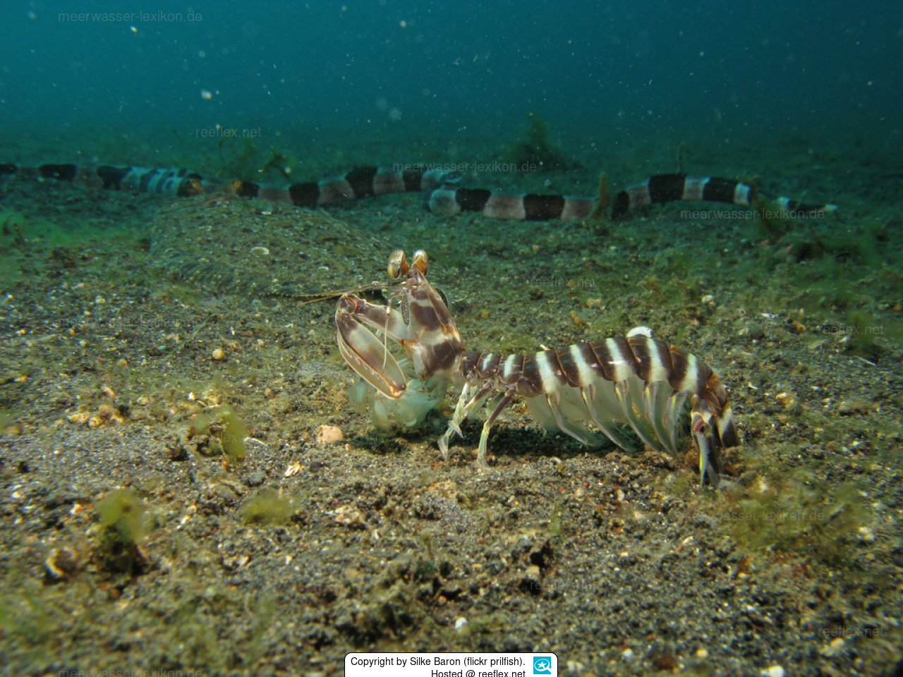 Lysiosquillina maculata Tiger Mantis Shrimp
