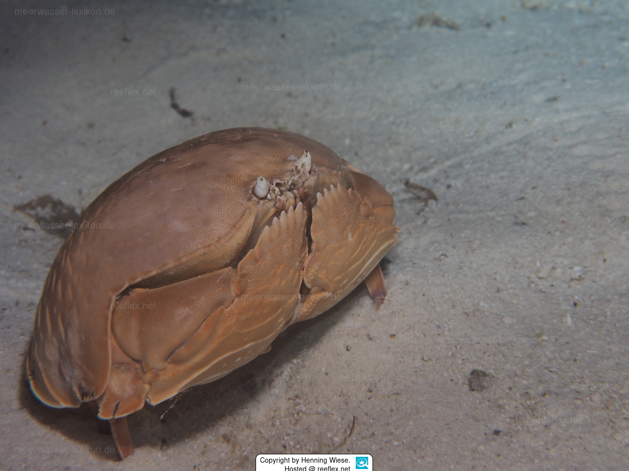 Calappa calappa Giant Box crab,Shame-faced crab,