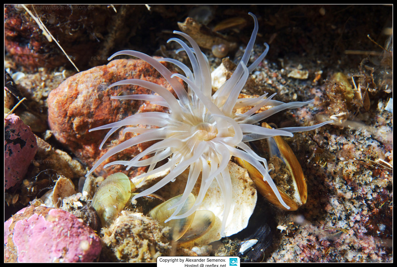 Aulactinia stella Delicate Anemone, Silver Spotted Anemone, Silver ...