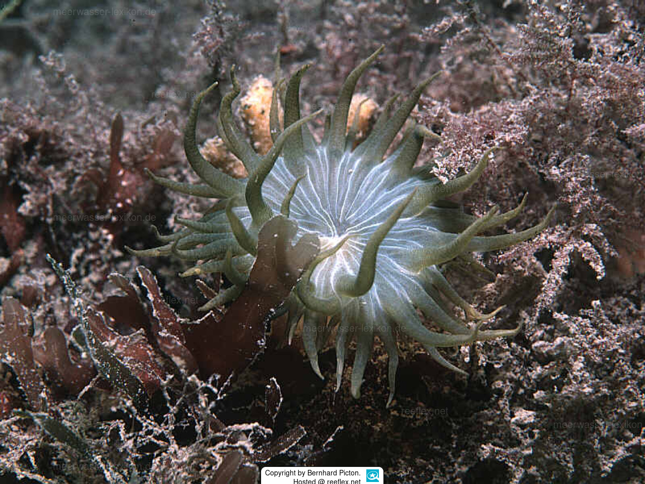 Aiptasia couchii Trumpet anemone