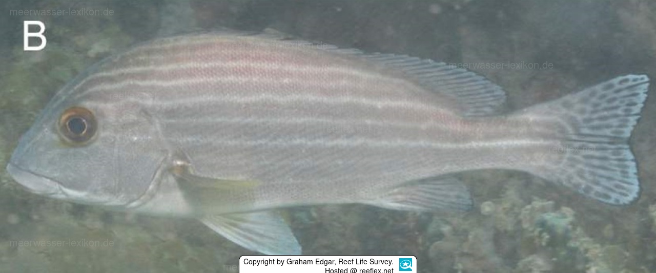 Plectorhinchus caeruleonothus Süsslippe