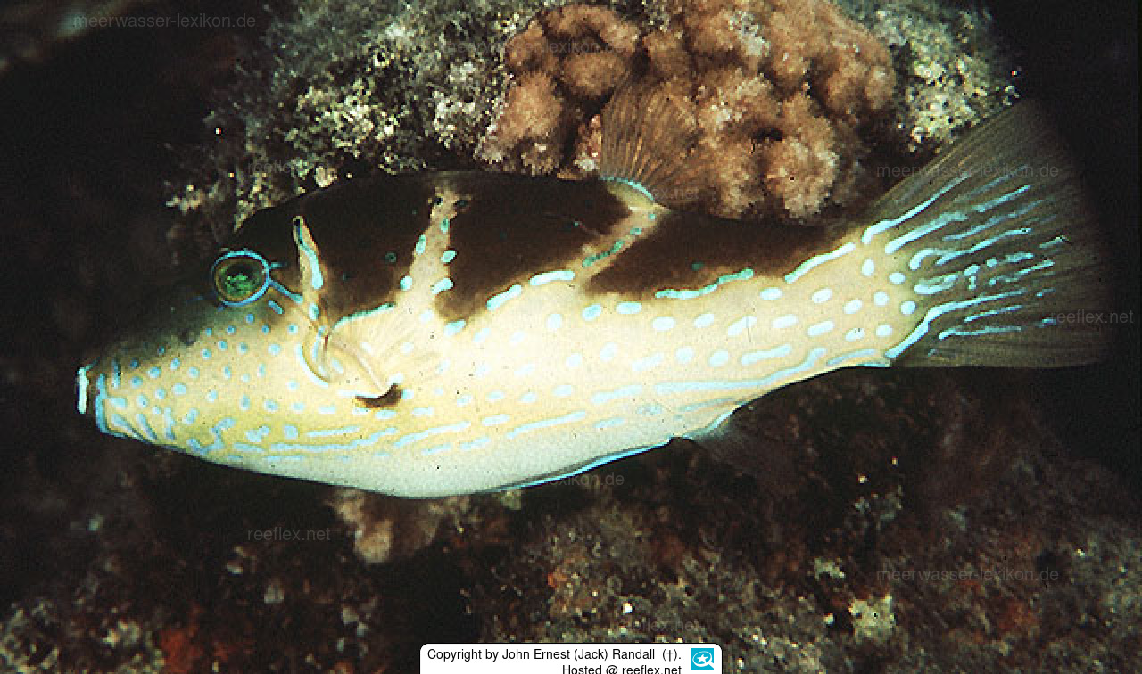 Canthigaster cyanospilota Blue-spotted toby, Crowned Puffer