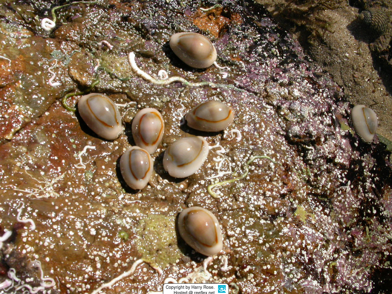 Monetaria annulus Goldring Kauri
