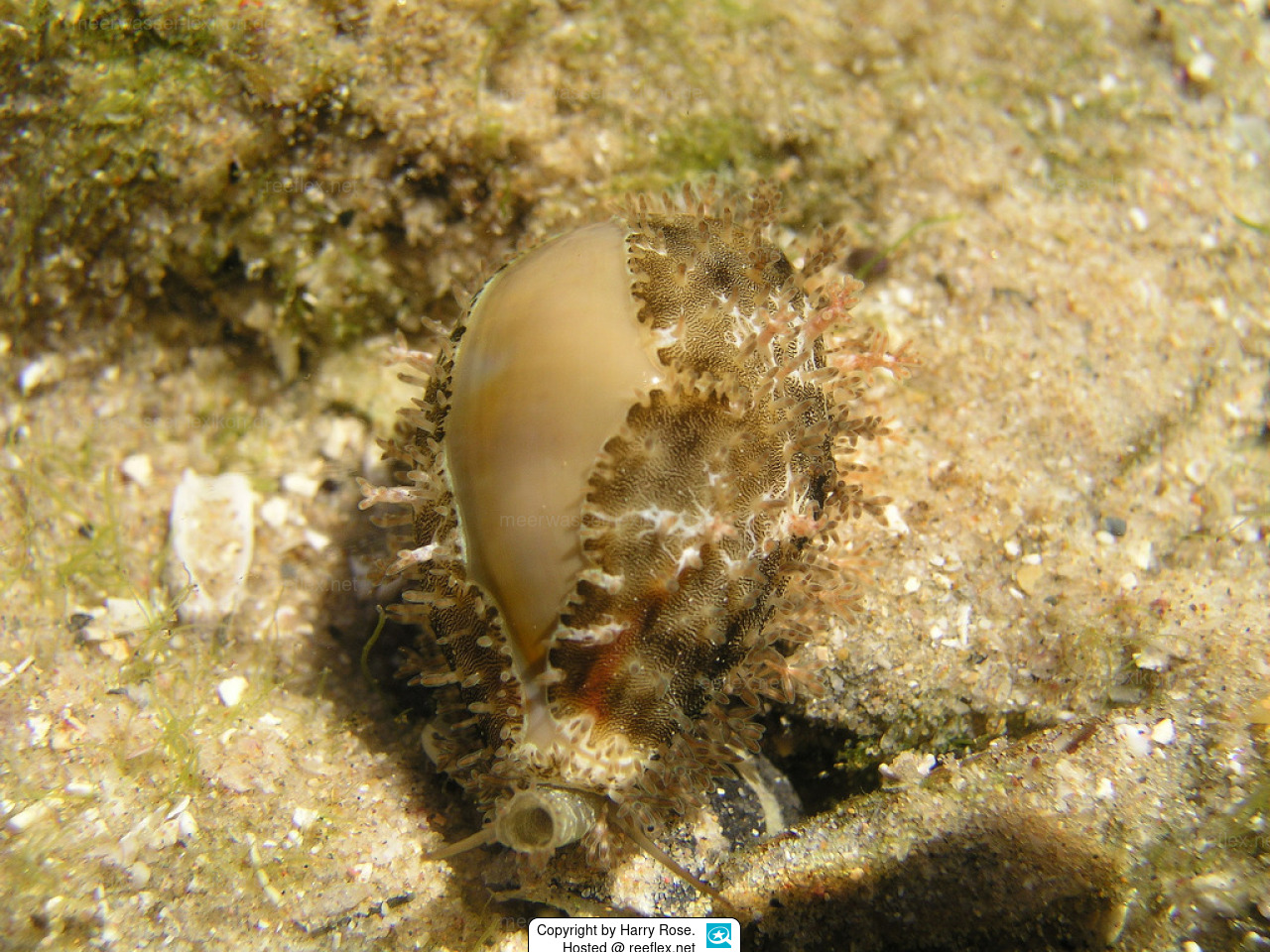Monetaria annulus Ringed Money Cowry, Gold ring cowrie