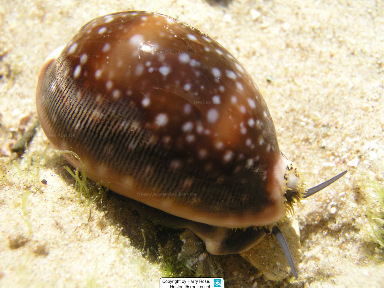 Lyncina vitellus Calf Cowry, Milk-spotted Cowry