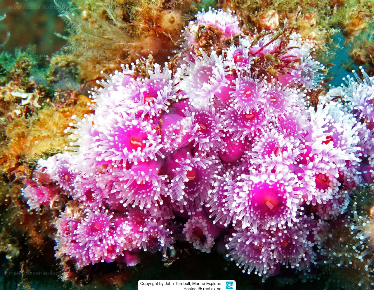 Corynactis australis Southern Jewel Anemone
