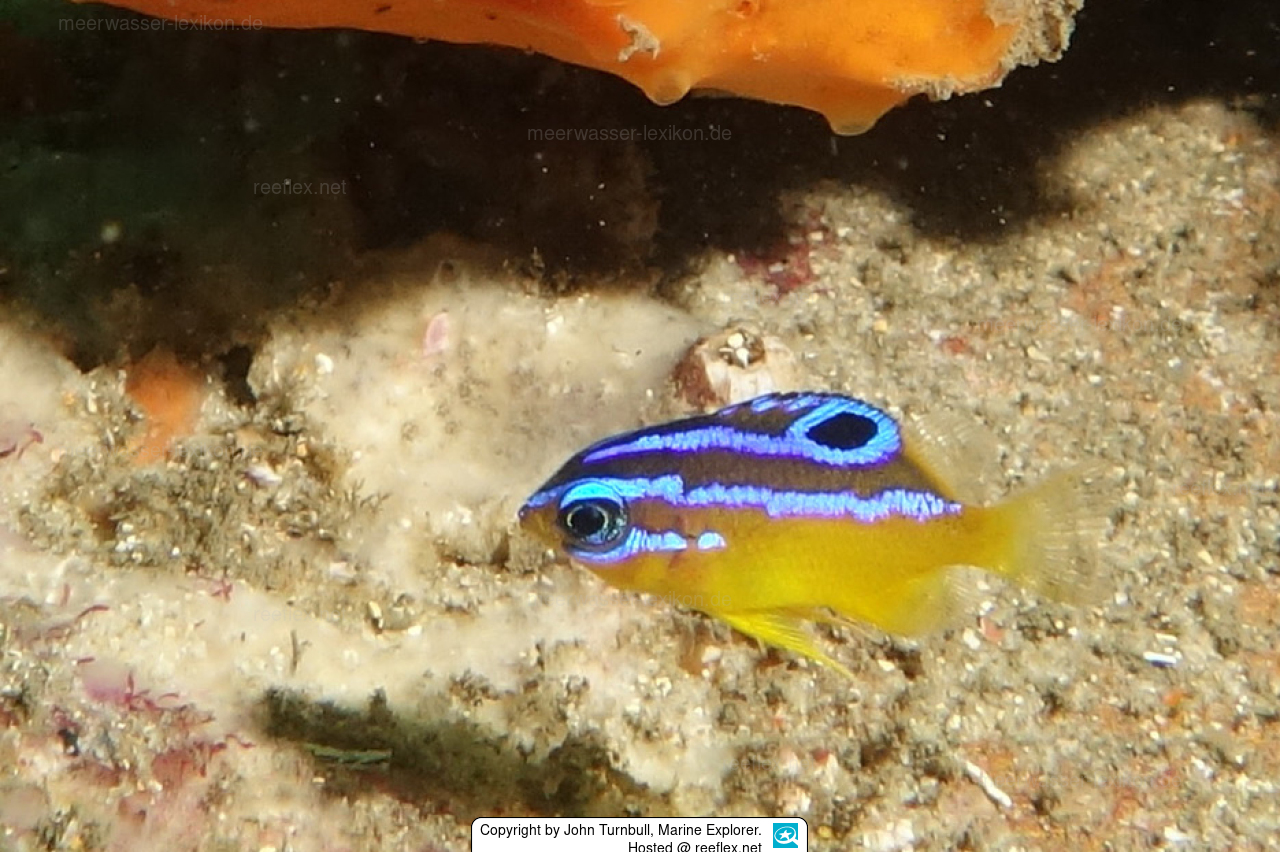 Mecaenichthys immaculatus Immaculate damsel, Green Puller