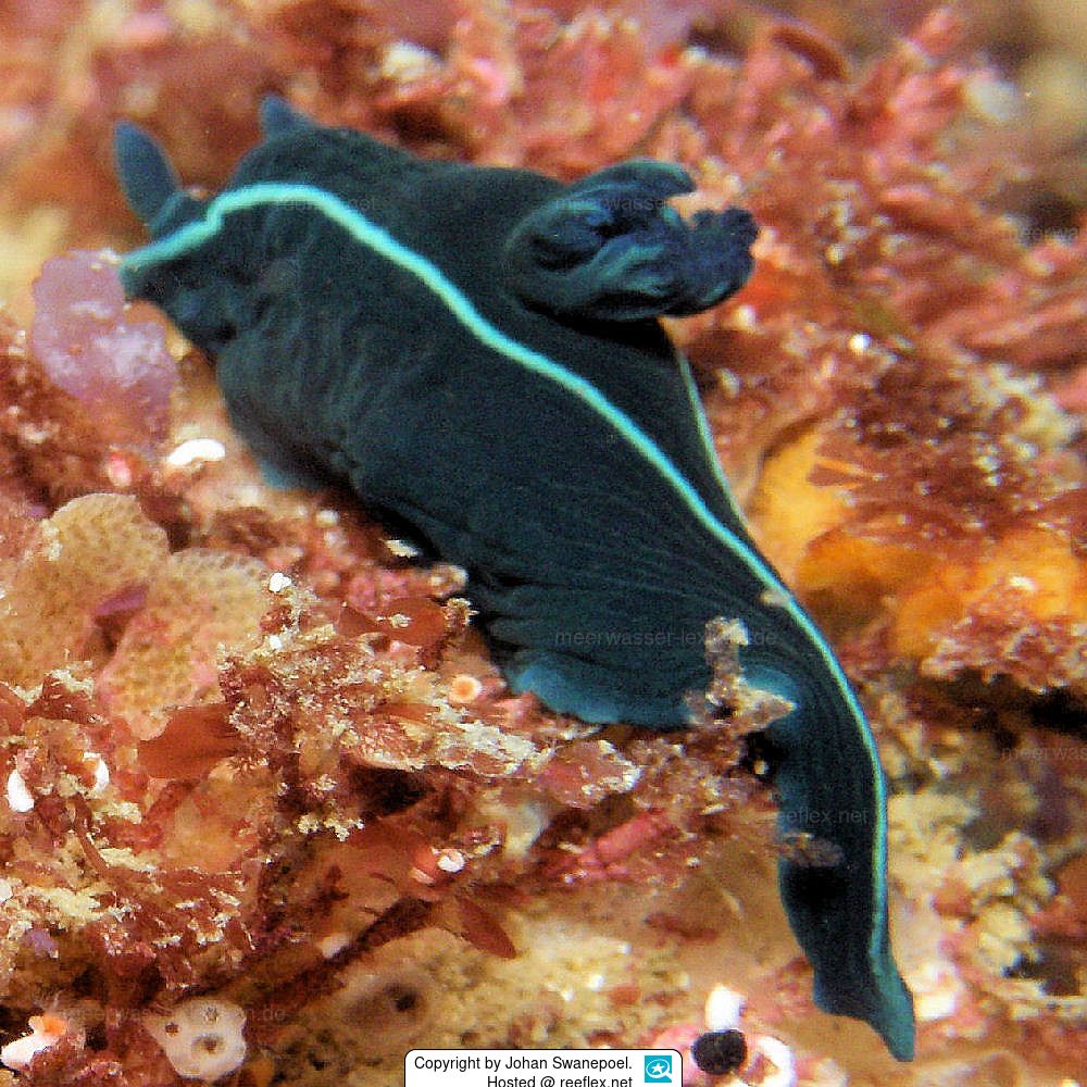 Tambja capensis Black Nudibranch