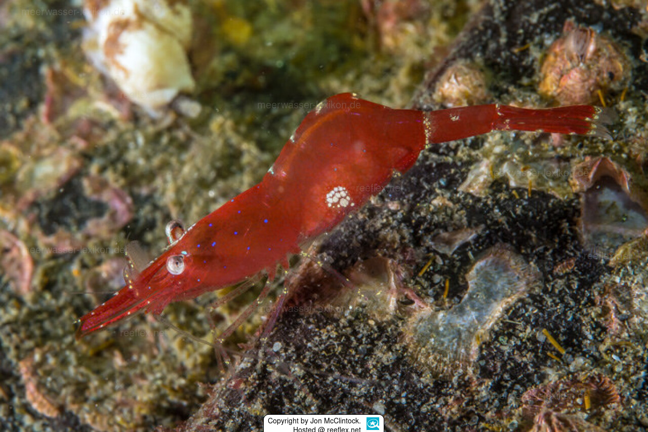 Heptacarpus stylus Stiletto Coastal Shrimp