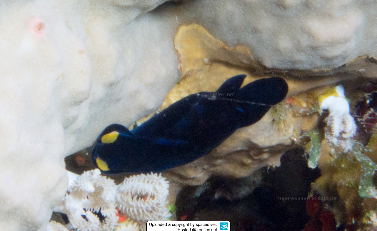 Chelidonura flavolobata Yellow-lip Chelidonura, Headshield Slug,