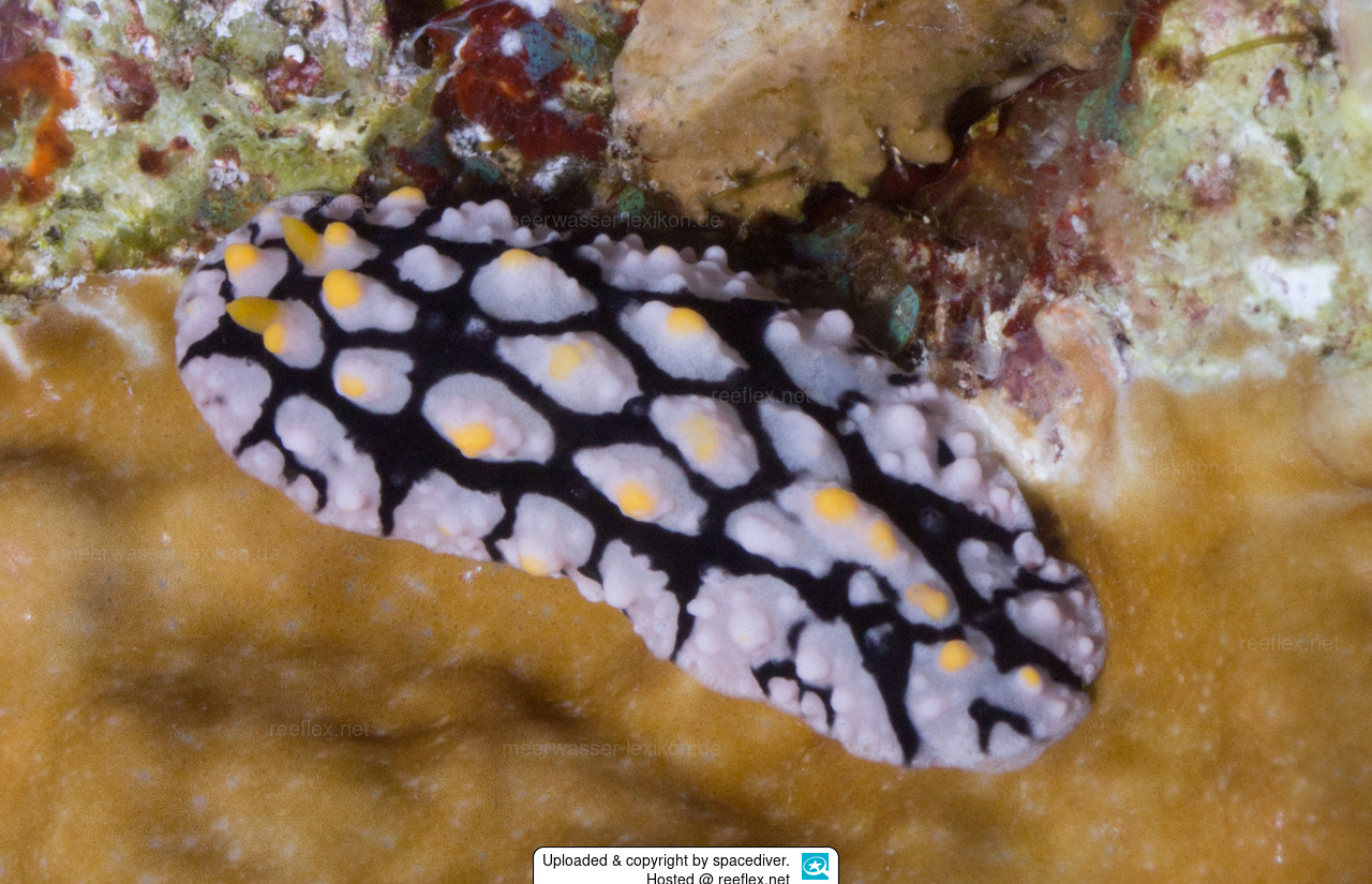 Phyllidia rueppelii Ruppell's Warty Slug