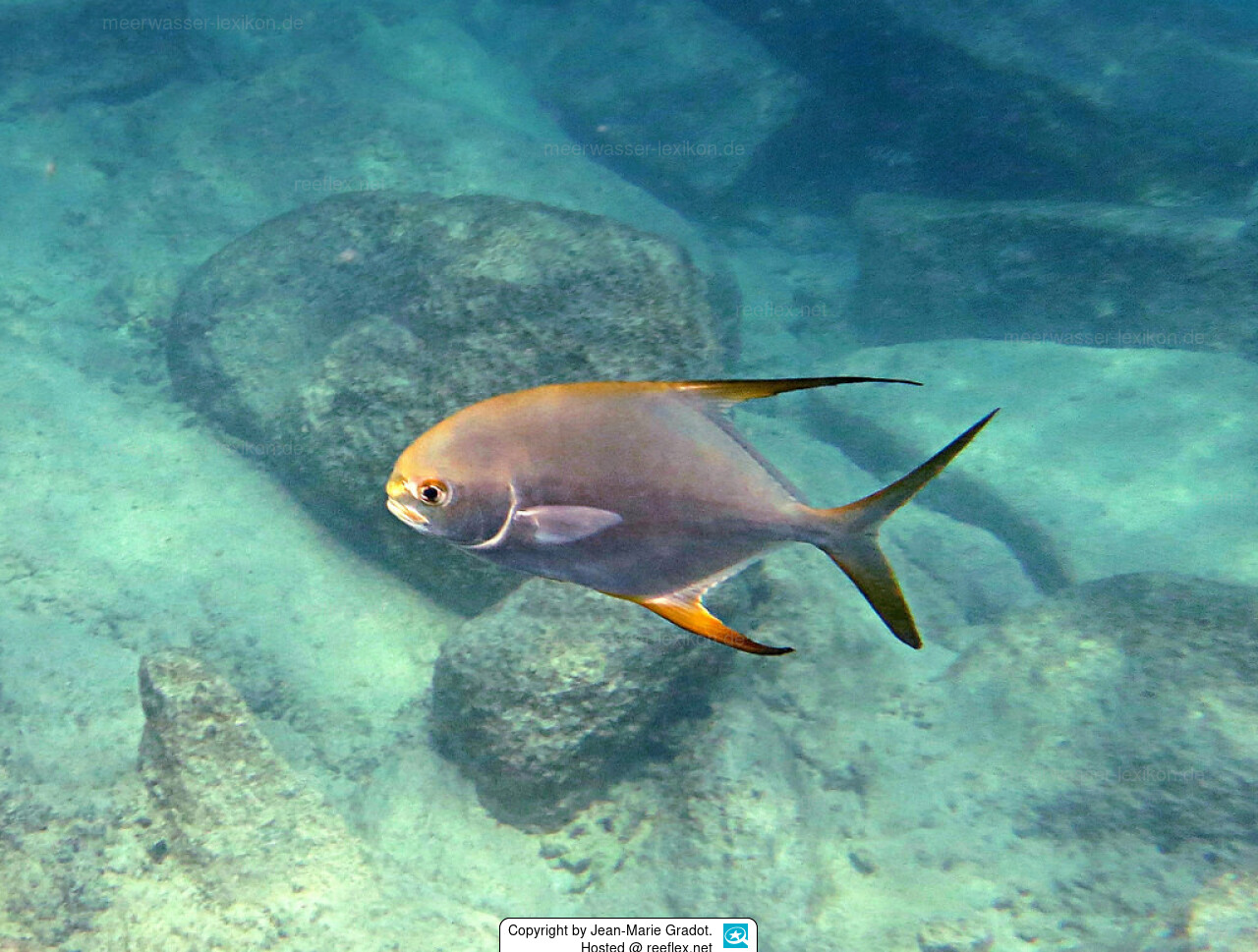 Trachinotus blochii Goldfin Permit , Permit, Snubnose Pompan