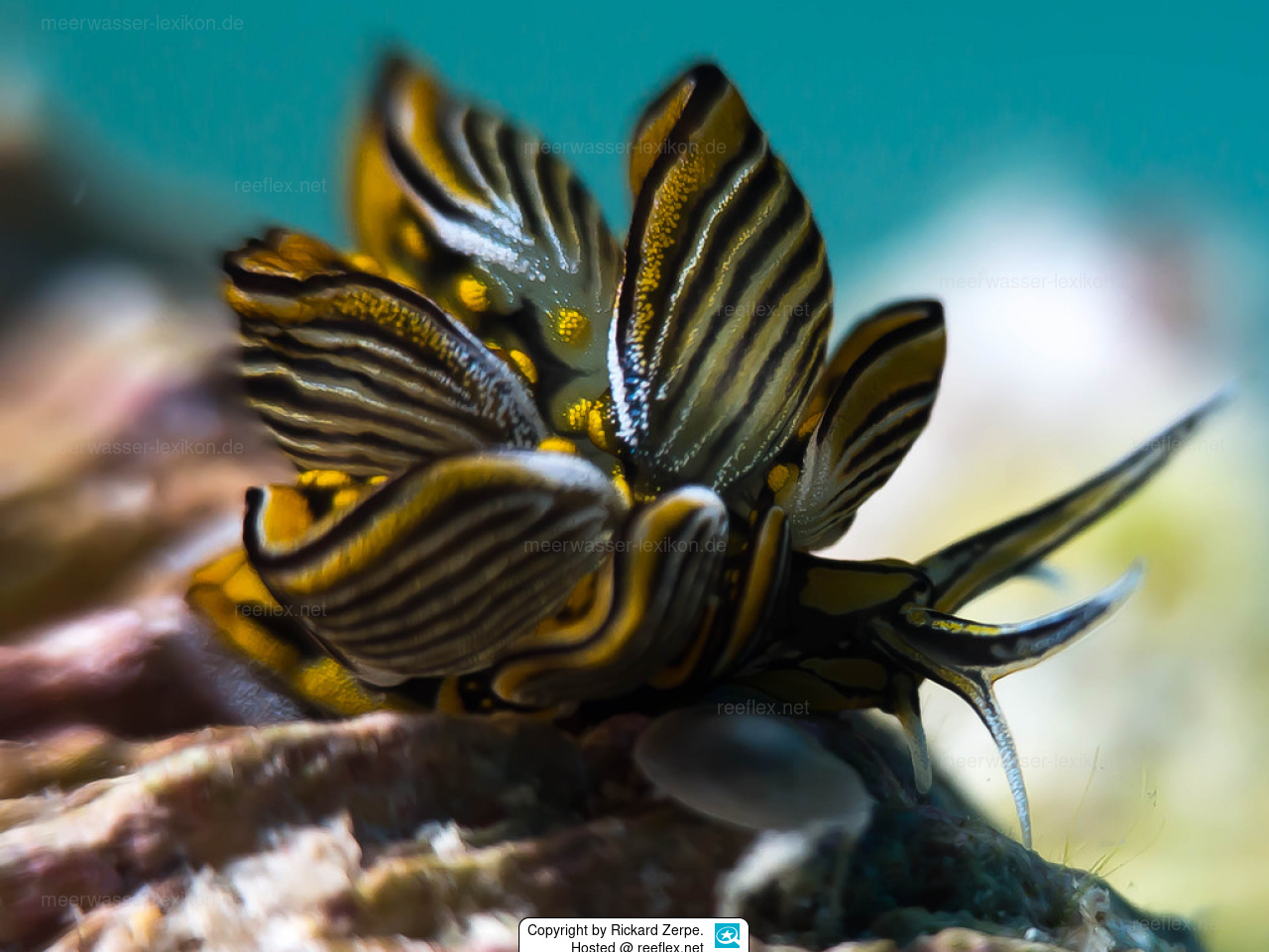 Cyerce nigra Black Linded Sapsucking Slug, Tiger Butterfly