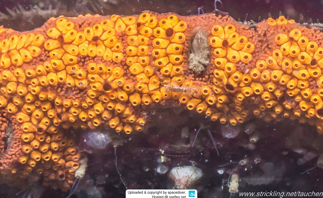 Botrylloides niger Sea squirt, Flat tunicate