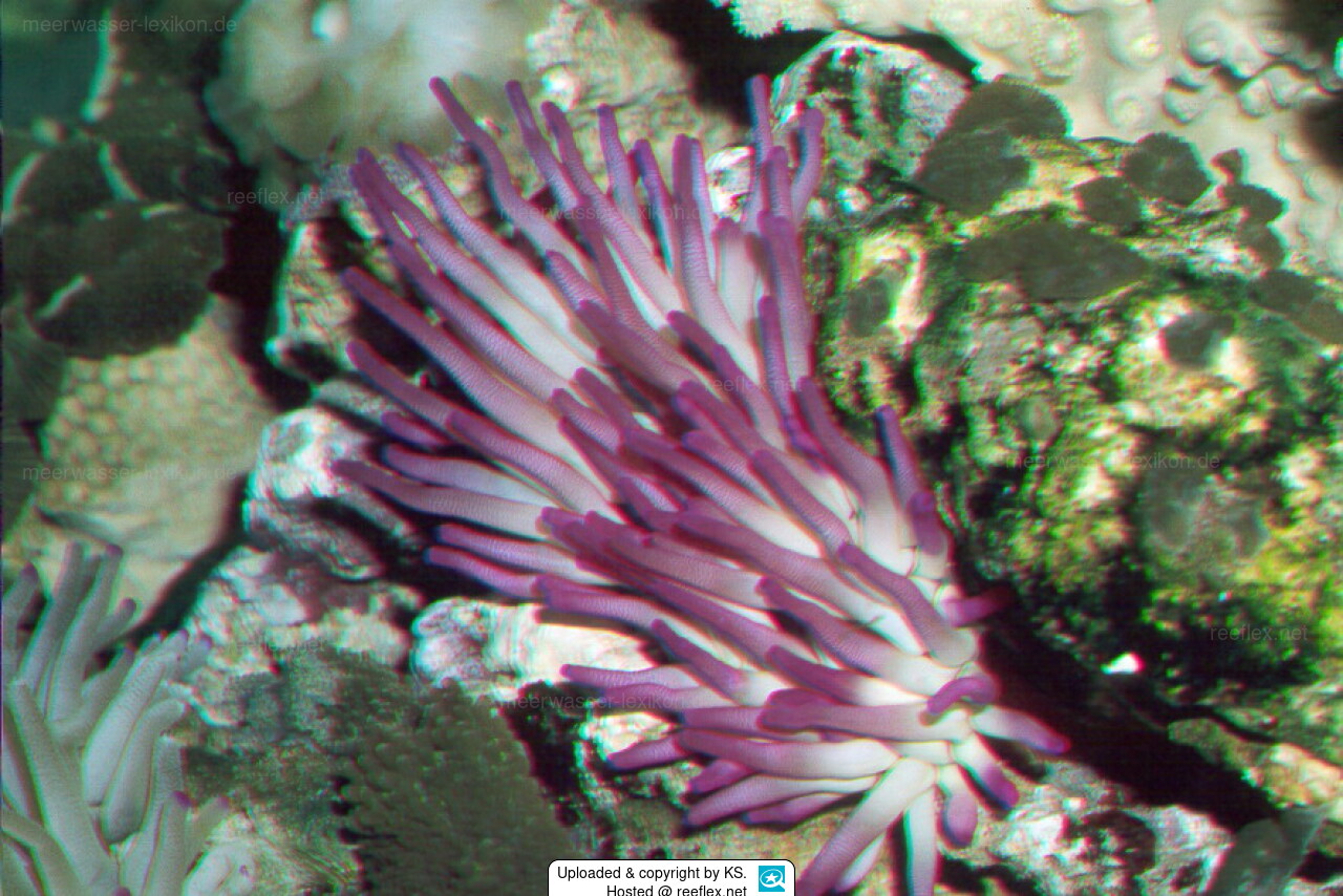 Condylactis gigantea