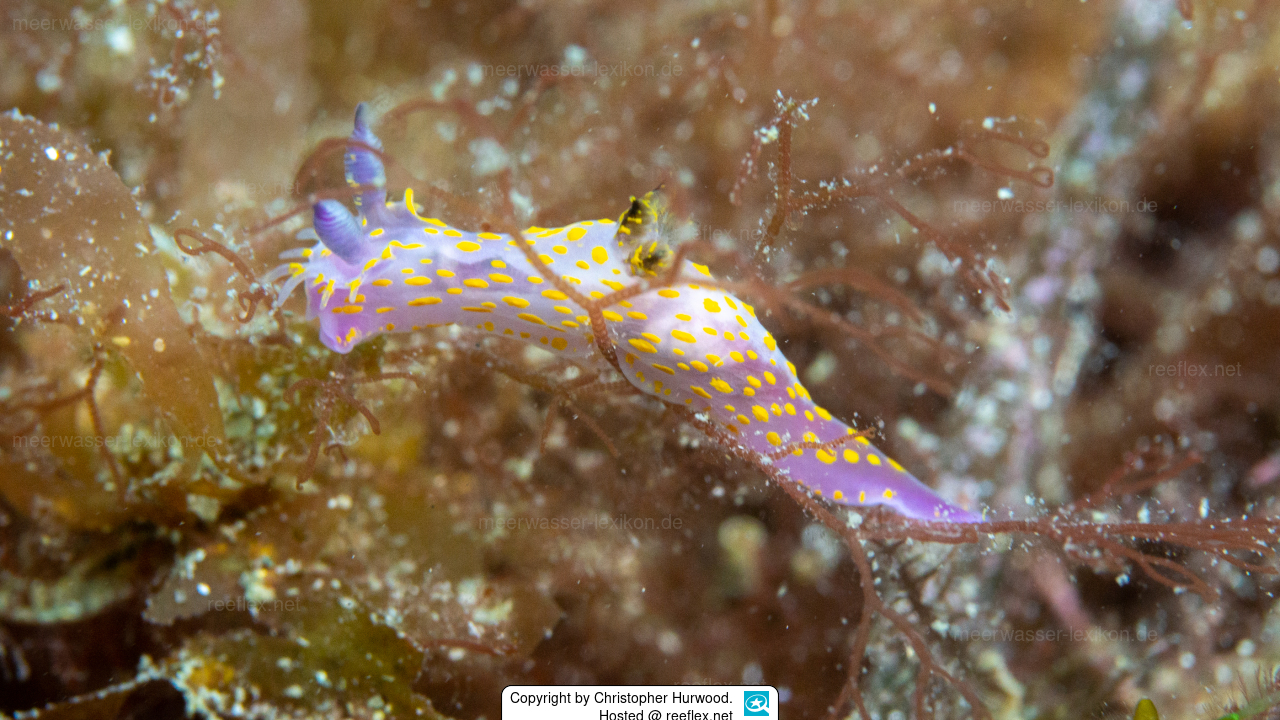 Polycera janjukia nudibranch