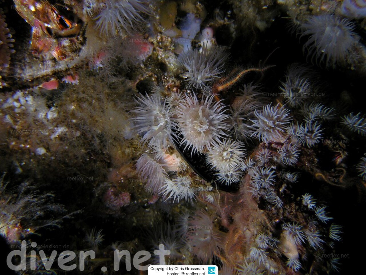 Diadumene leucolena White Anemone, Ghost Anemone