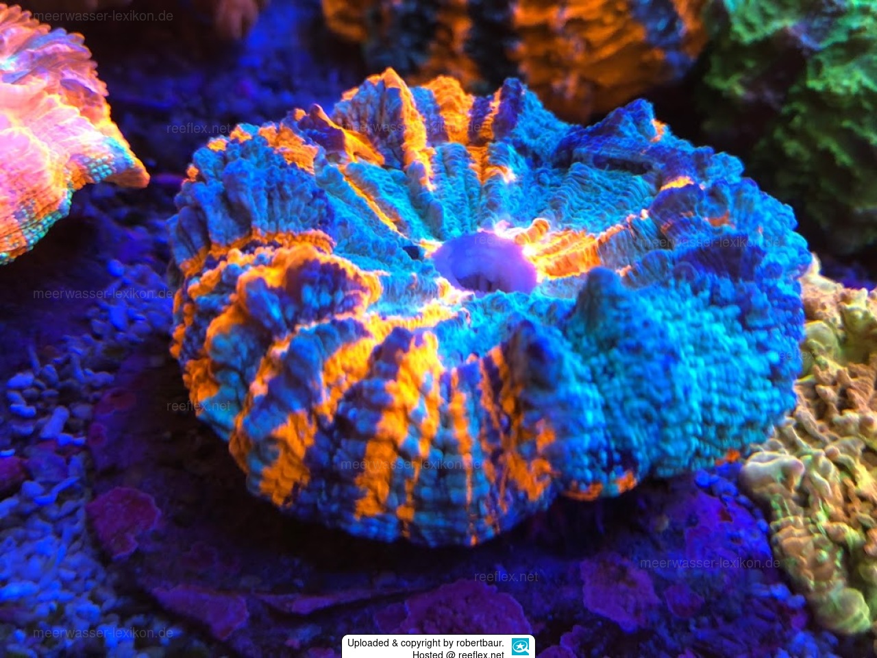 Cynarina cf. lacrymalis Doughnut Coral