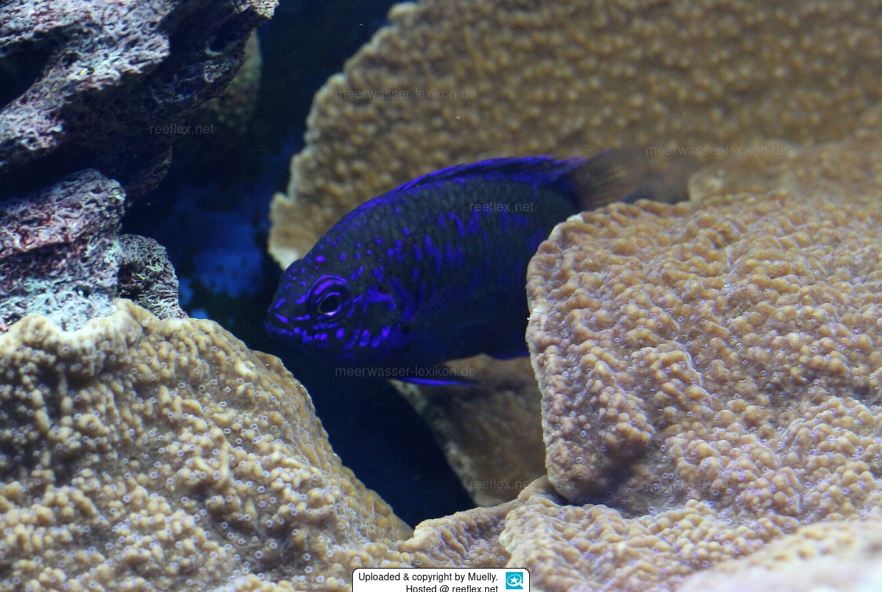 Chrysiptera springeri Springer's Demoiselle, Springer's Damsel