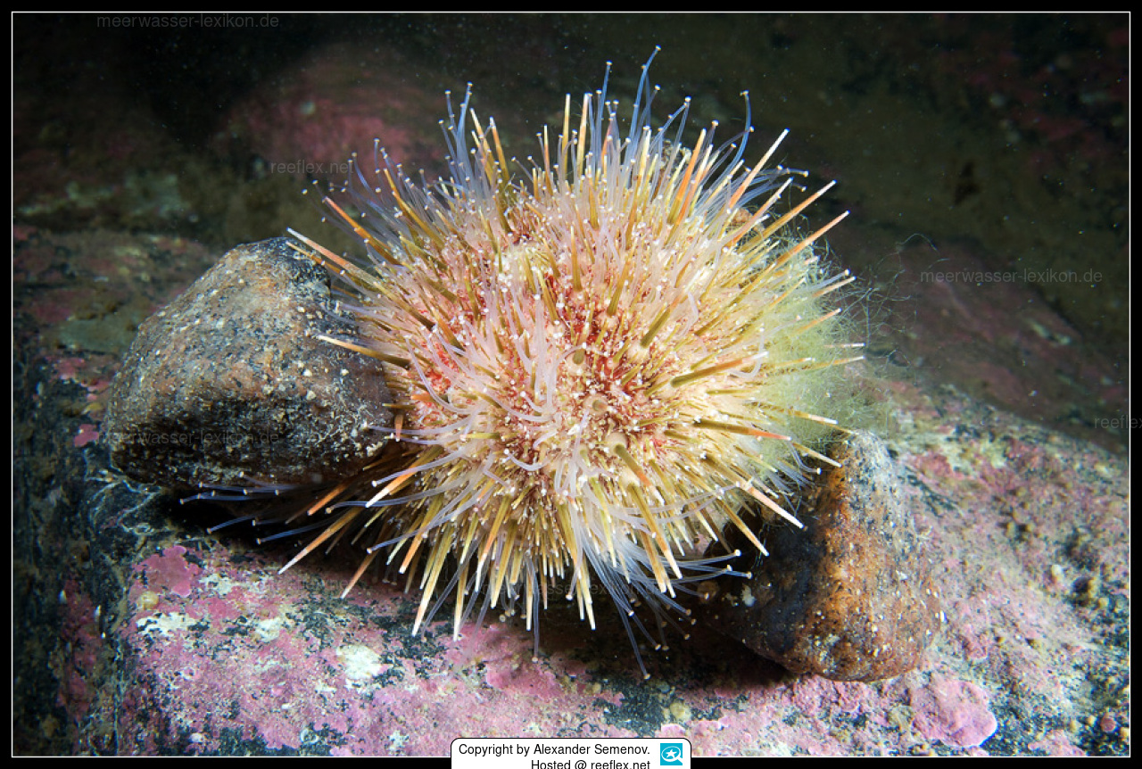 Strongylocentrotus droebachiensis Sea Egg, Northern Sea Urchin, Green ...