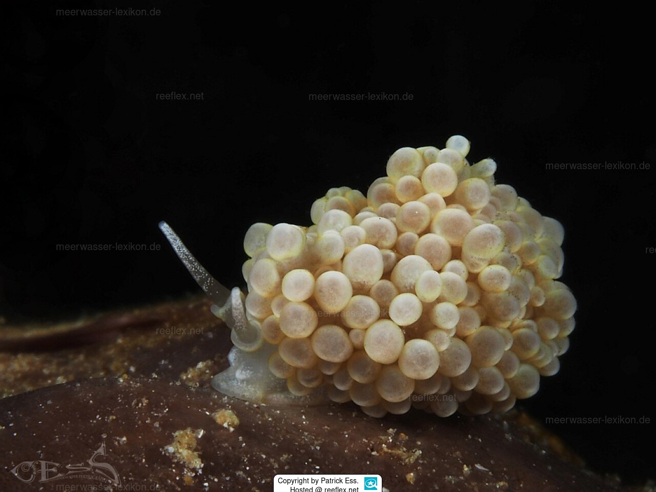 Doto ussi Golden Doto, Bubble Nudibranch