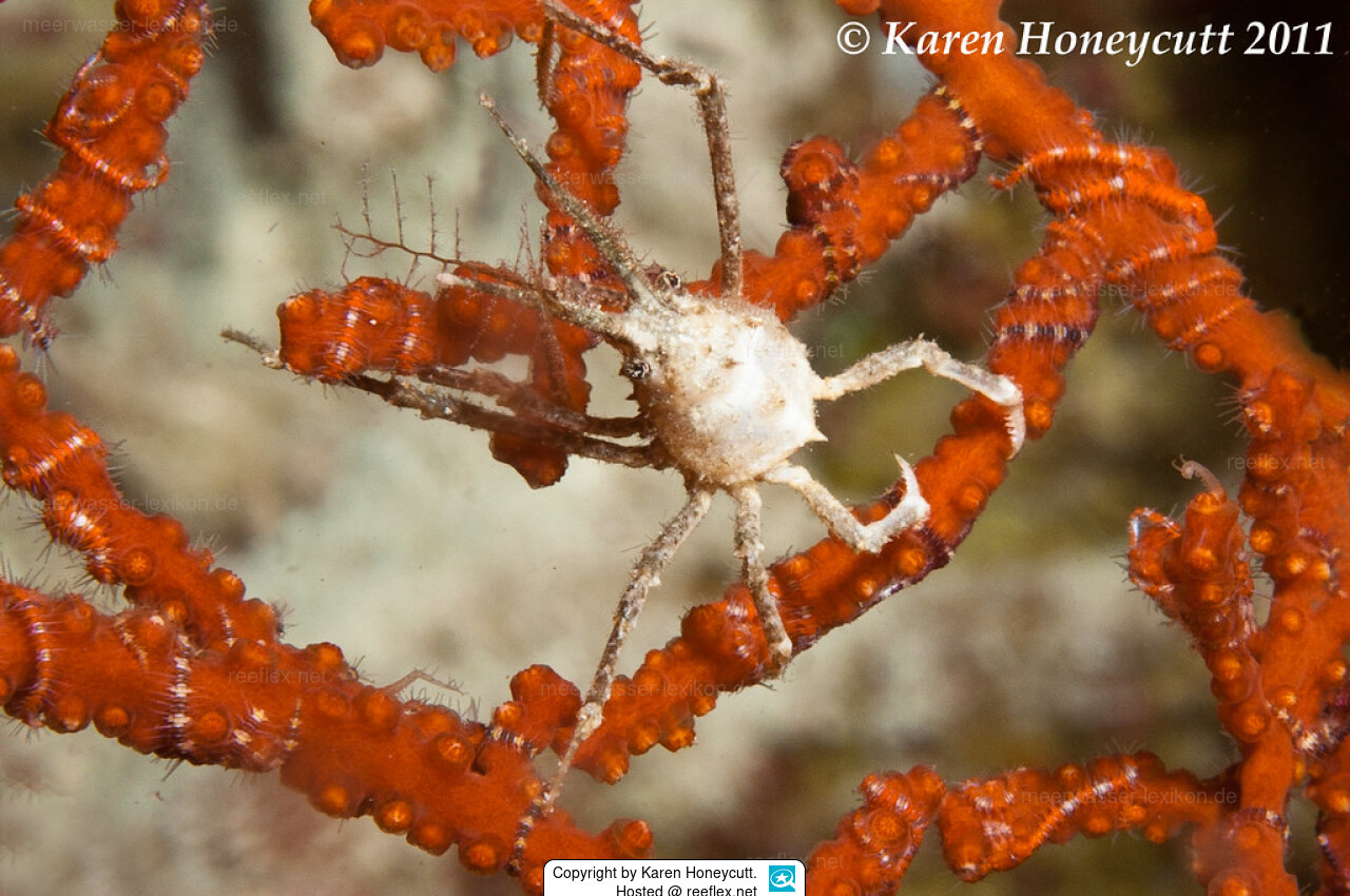 Naxioides Taurus Bull Crab Spider Crab