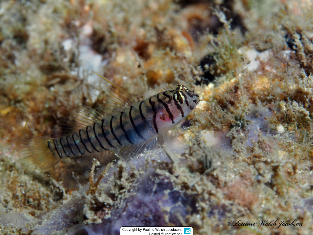 Elacatinus macrodon Tiger goby