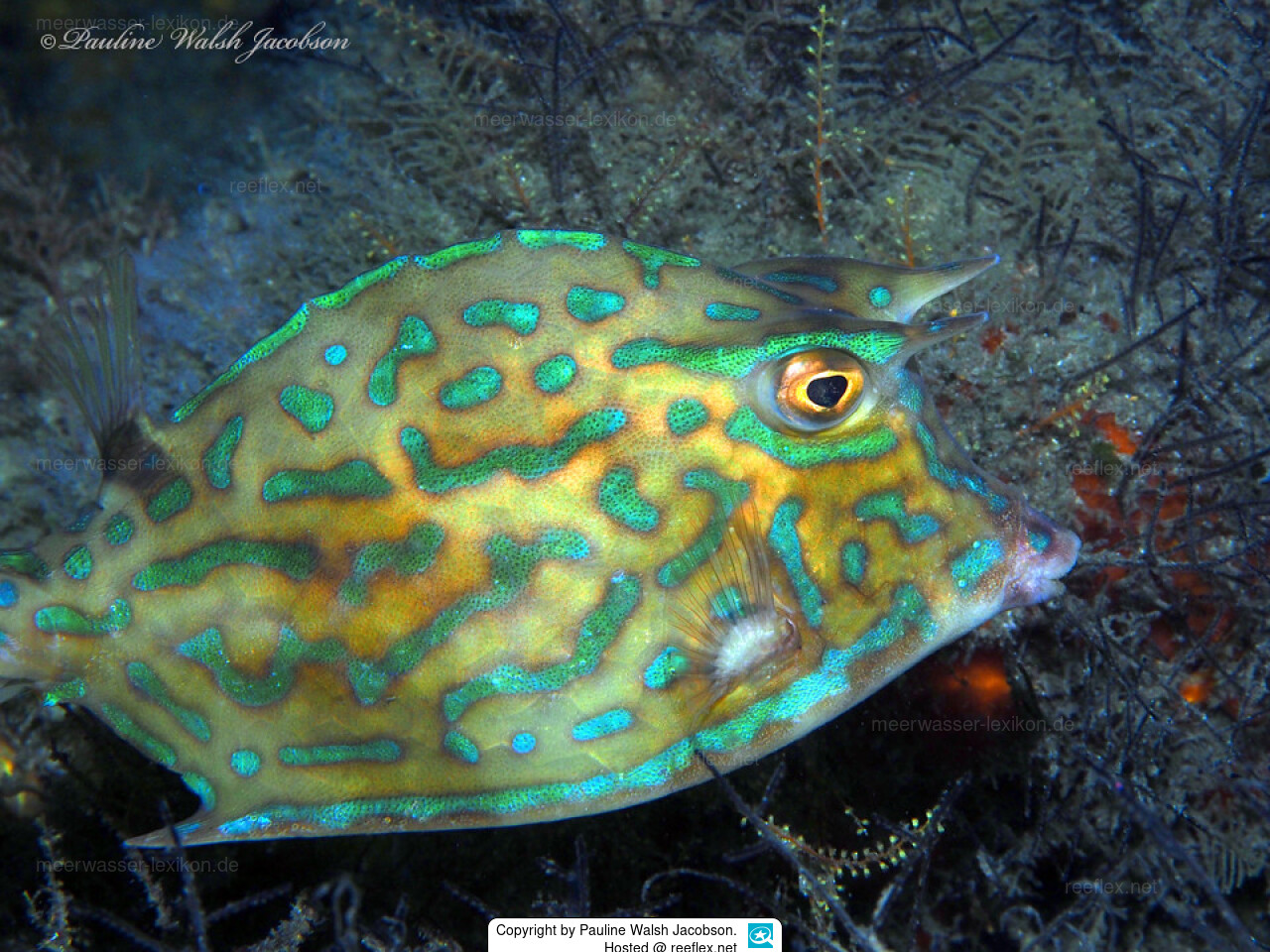 Acanthostracion quadricornis Scrawled cowfish