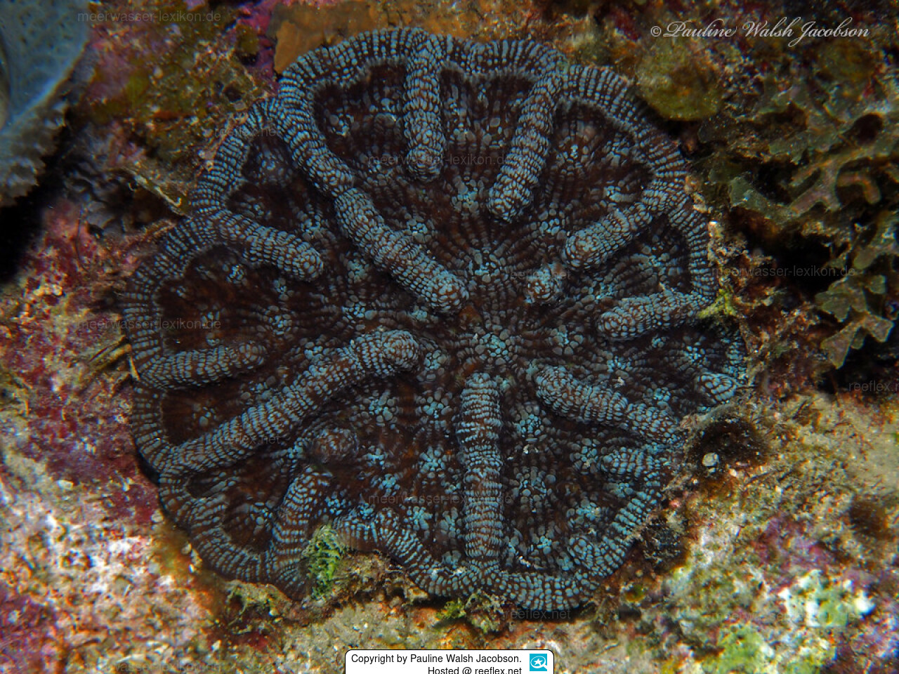 Mycetophyllia aliciae knobby cactus coral