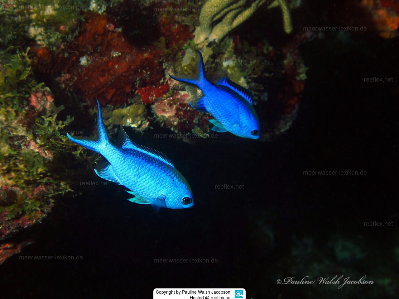 Chromis cyanea Blue chromis