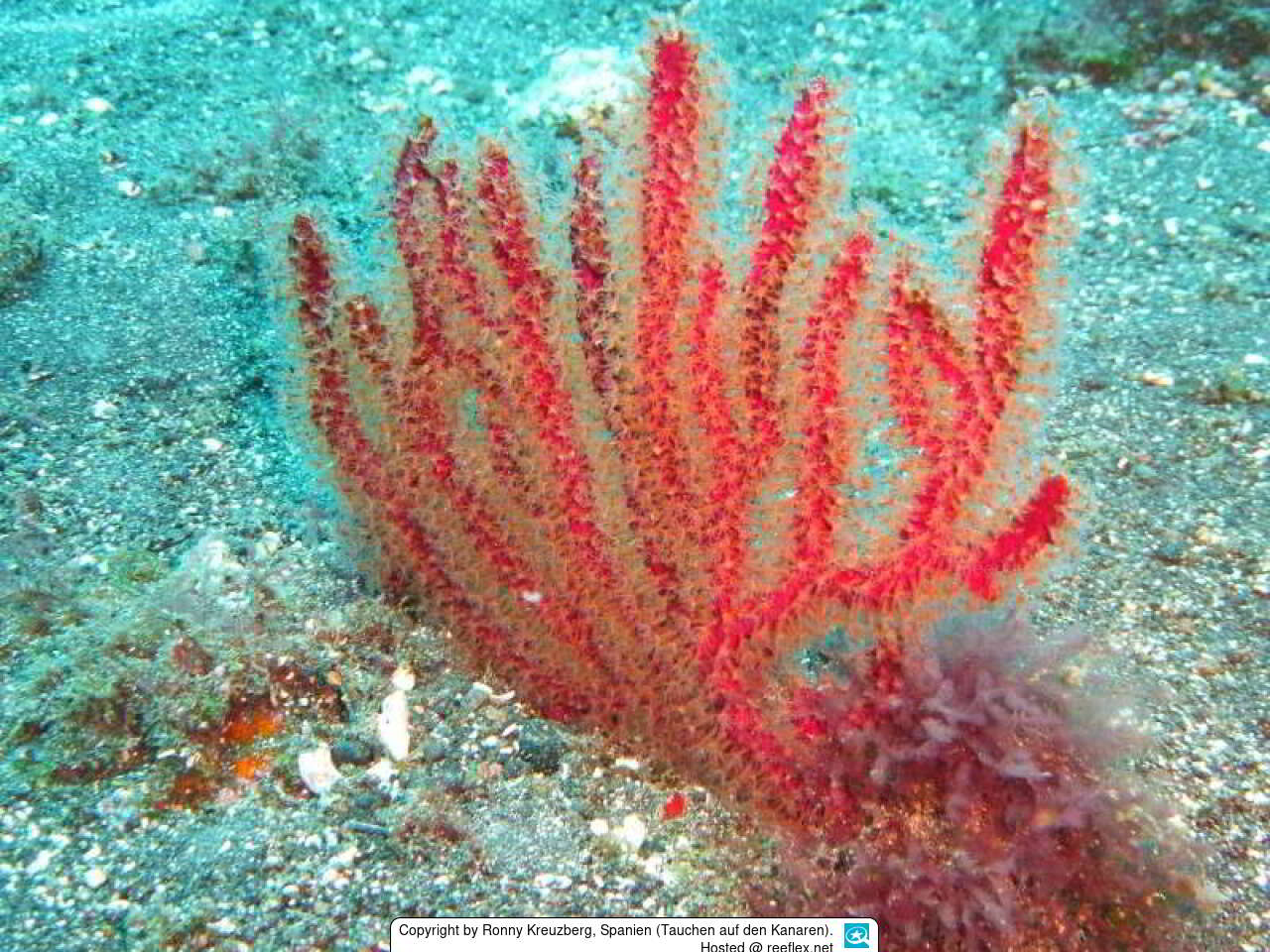 Leptogorgia ruberrima Red Sea-Fan