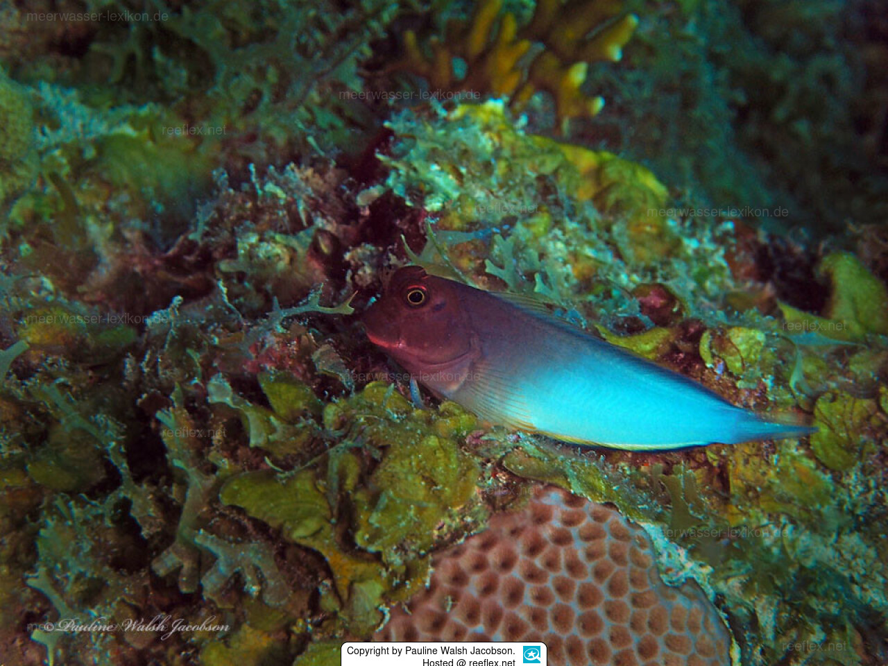 Ophioblennius atlanticus Red-Lip Blenny