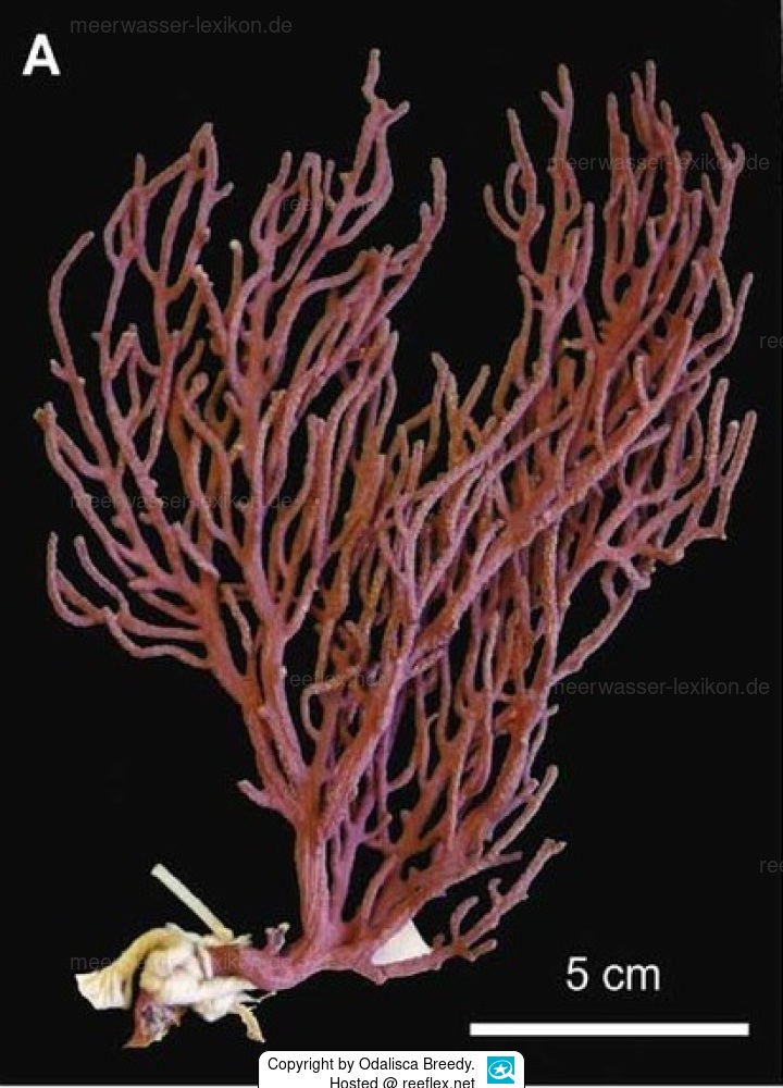Leptogorgia rigida Sea fan