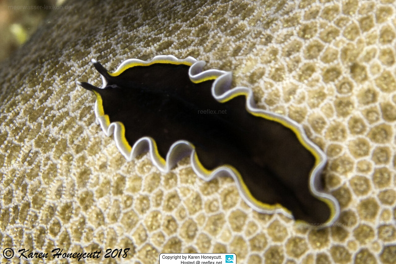 Pseudobiceros hancockanus Polyclad Flatworm