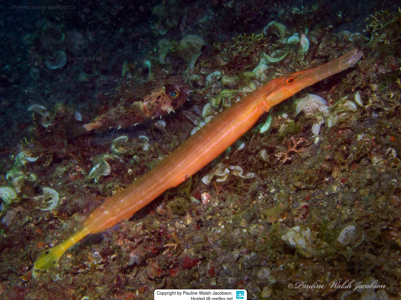 Aulostomus chinensis Chinese Trumpetfish, Spiny-back Trumpetfish ...