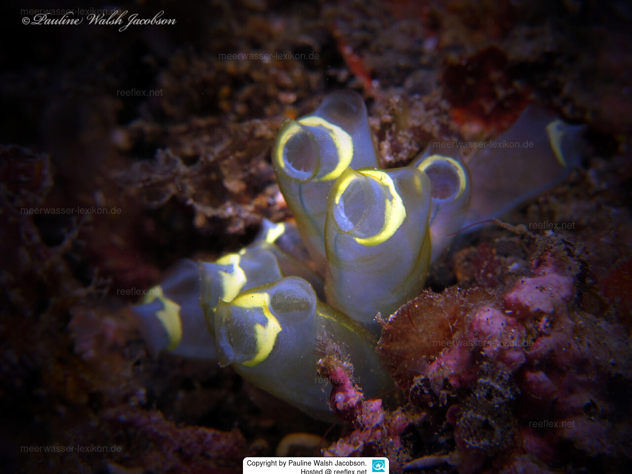 Clavelina cyclus Sea squirt, Tunicate