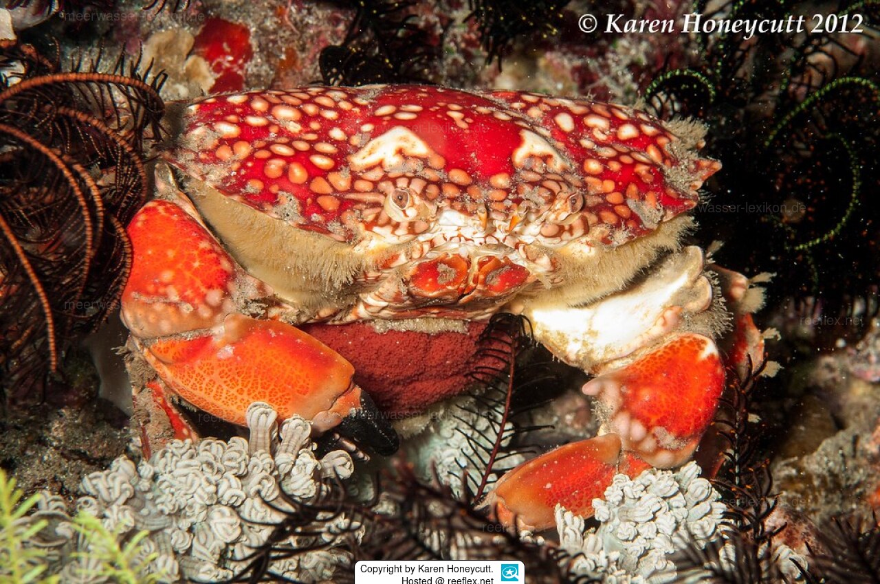 Lophozozymus pictor Mosaic Reef Crab