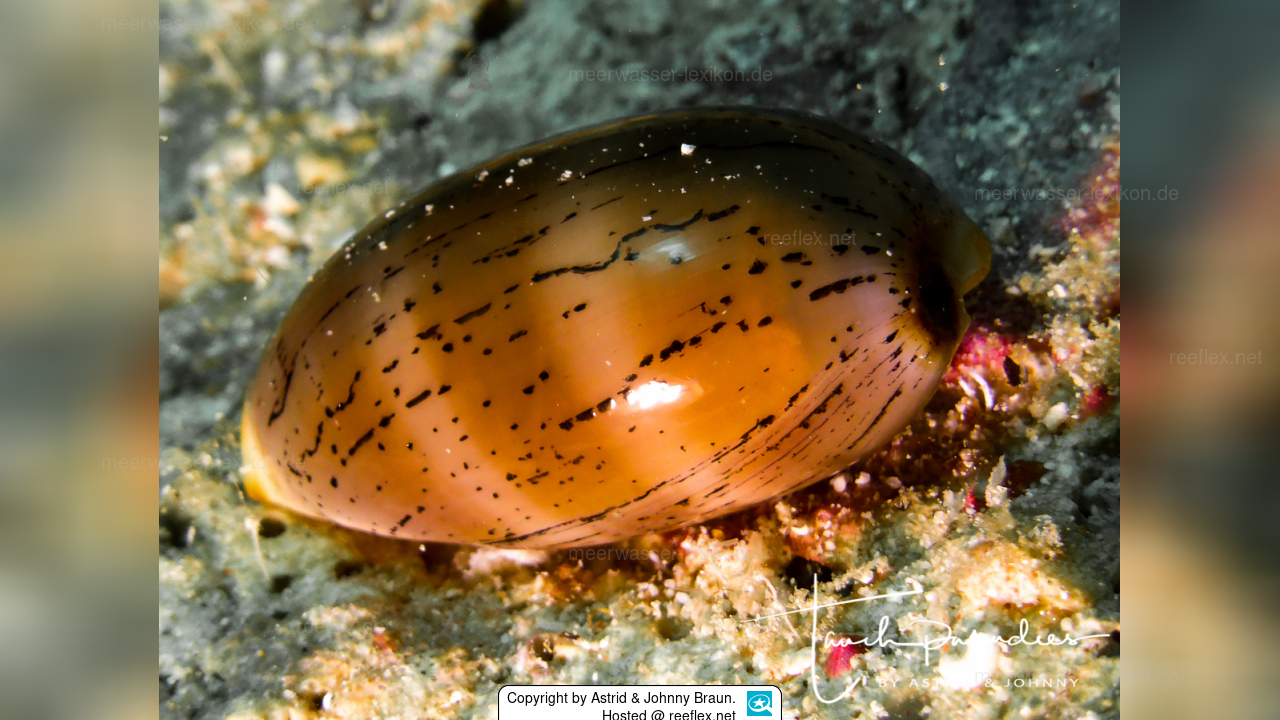 Luria isabella Isabel's cowry, Isabella cowry, fawn-coloured cowry