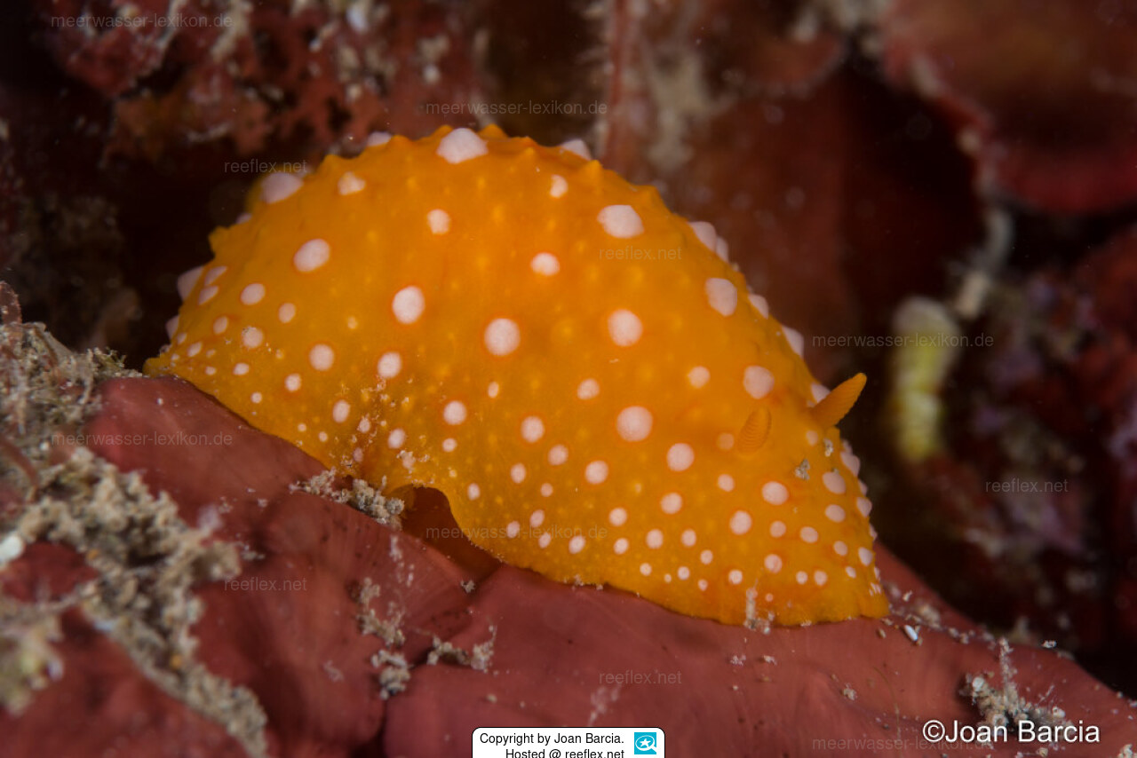 Phyllidia flava White spotted warty slug