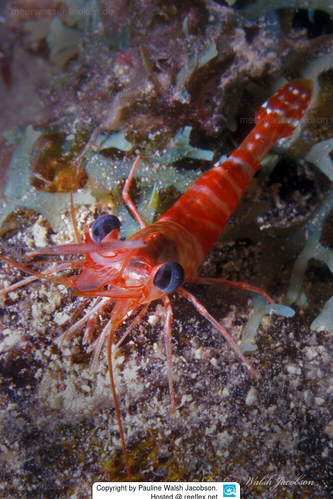 Cinetorhynchus manningi Manning Hingebeak, red night shrimp