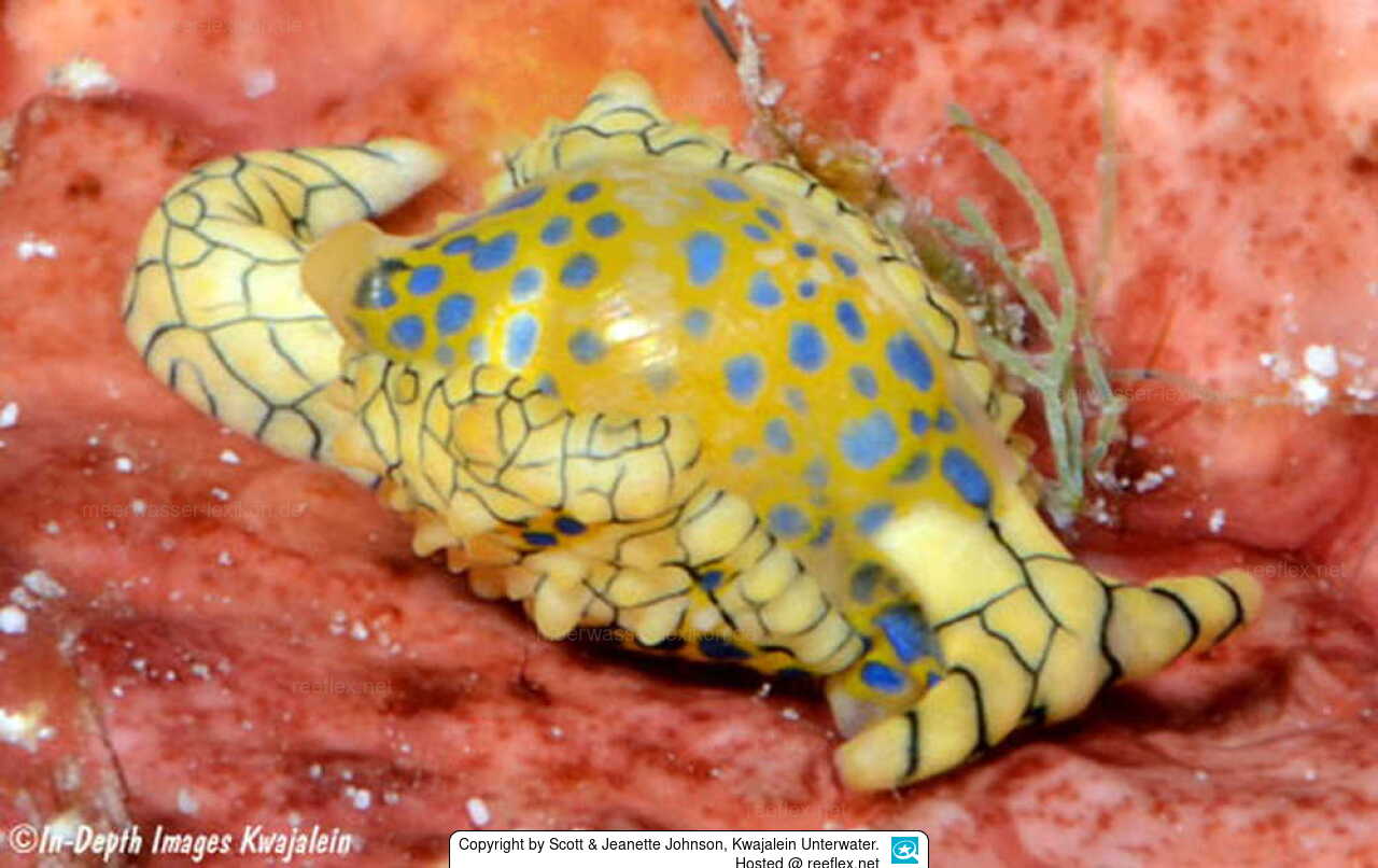 Oxynoe kylei Saftsauger
