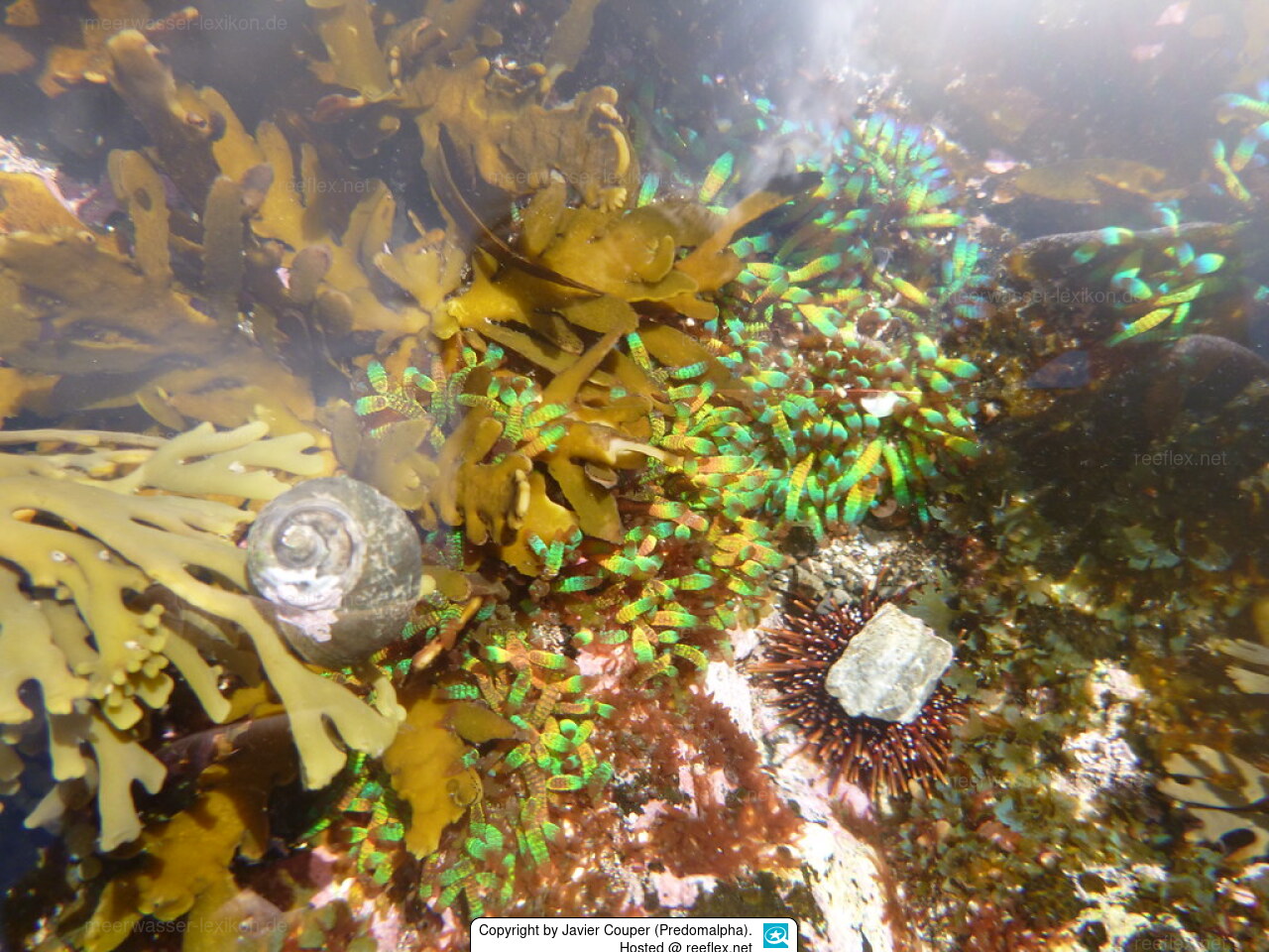 Champia laingii Iridescent-blue red seaweed